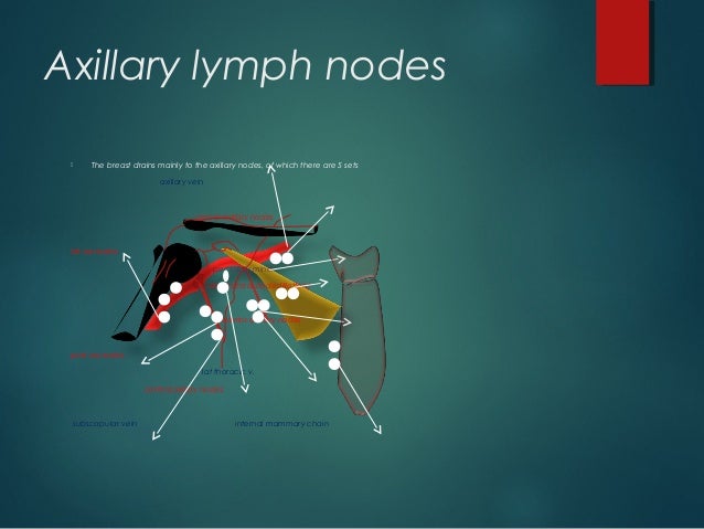 Surgical Anatomy of the chest