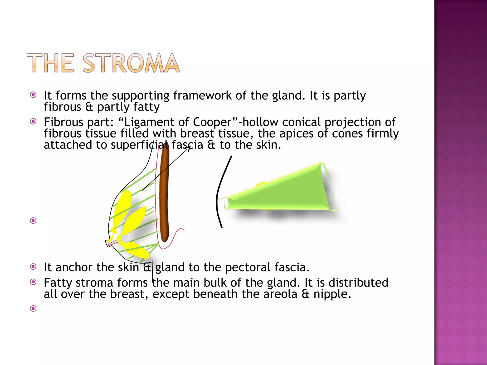 surgical anatomy of breast & management of advanced carcinoma breast | PPT