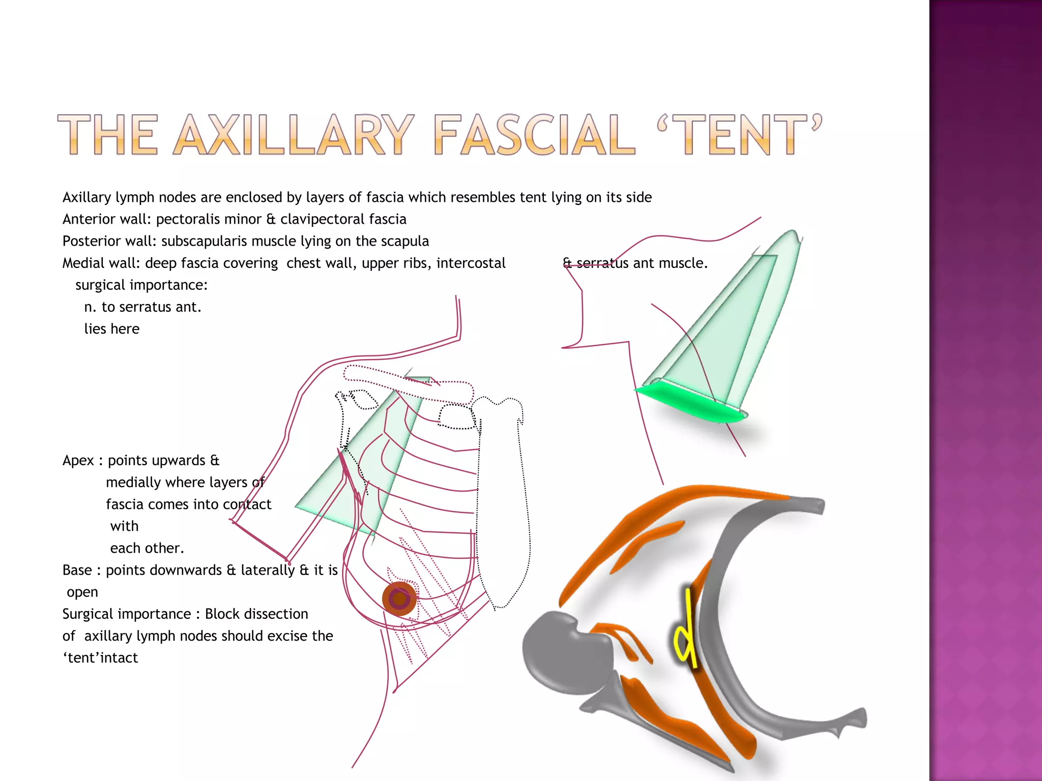 surgical anatomy of breast & management of advanced carcinoma breast | PPT