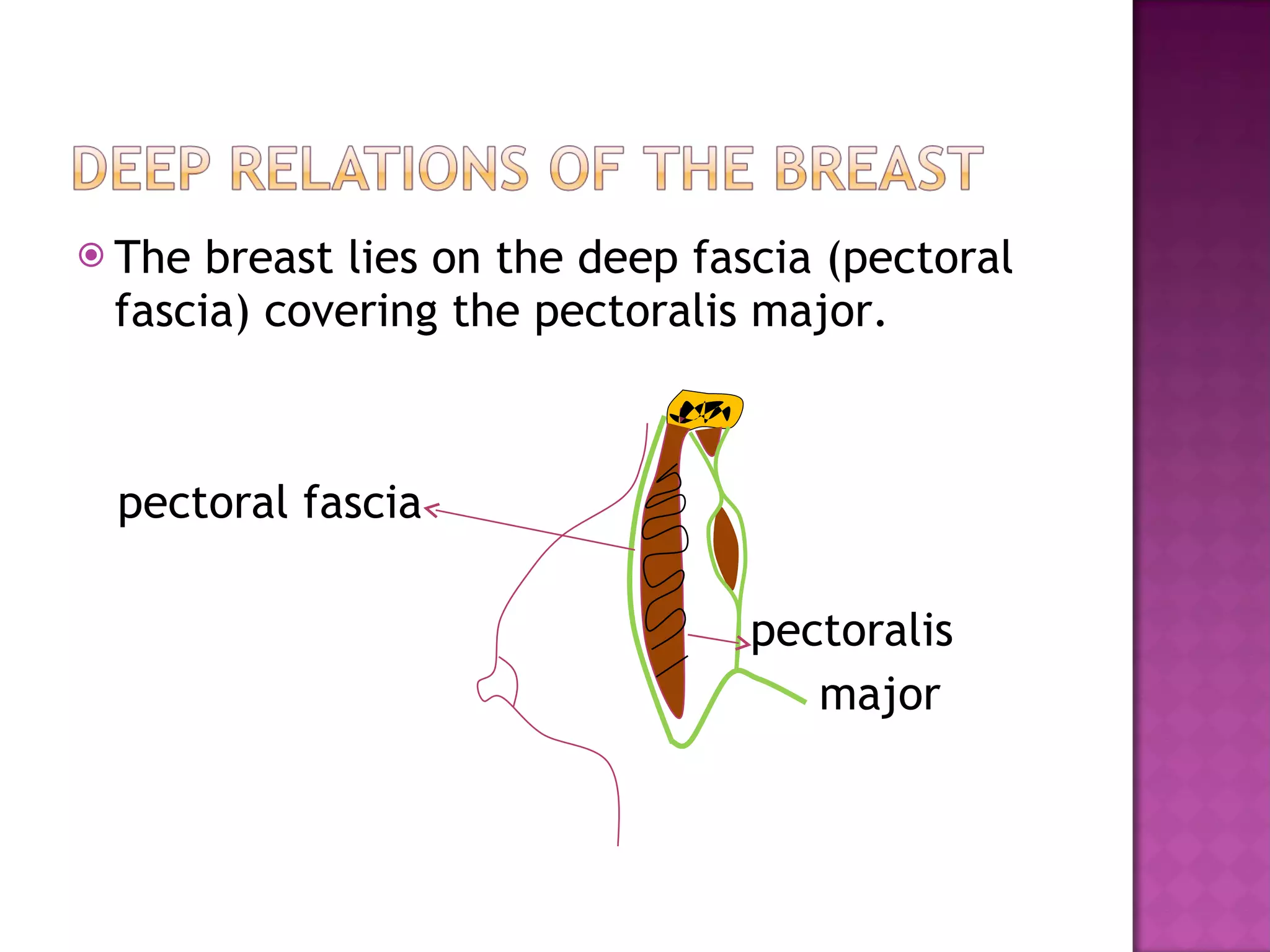 surgical anatomy of breast & management of advanced carcinoma breast | PPT