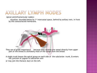 surgical anatomy of breast & management of advanced carcinoma breast | PPT
