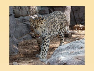 The Amur Leopard | PPT