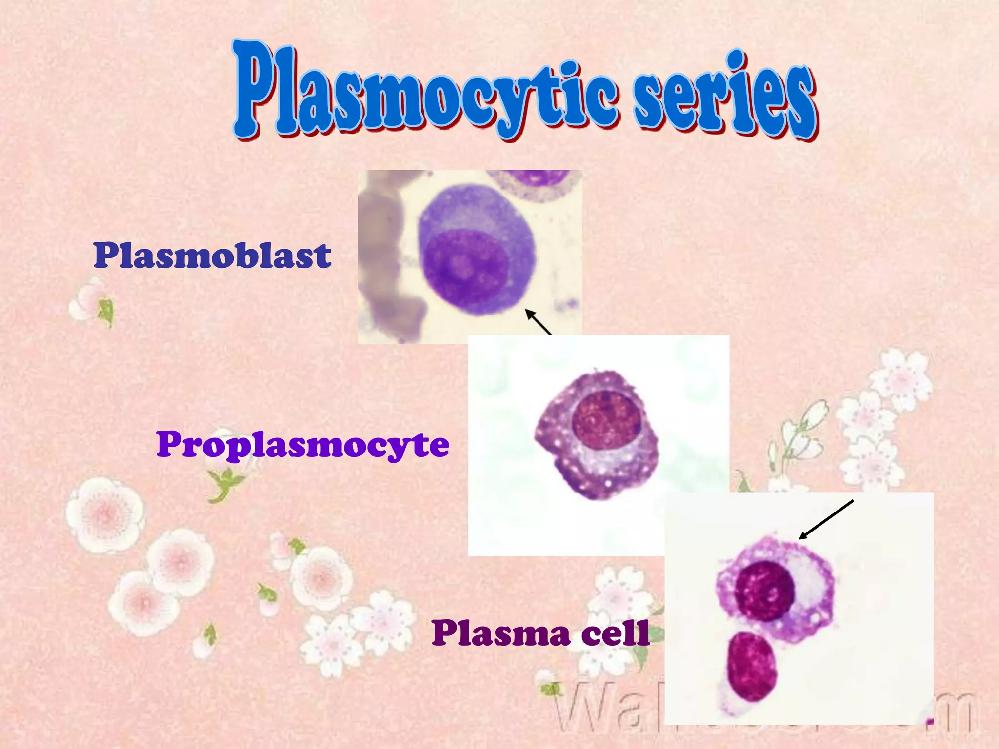 C:\Documents And Settings\User\Desktop\Agranulocytic Series+Abnormal Wbc | PPT