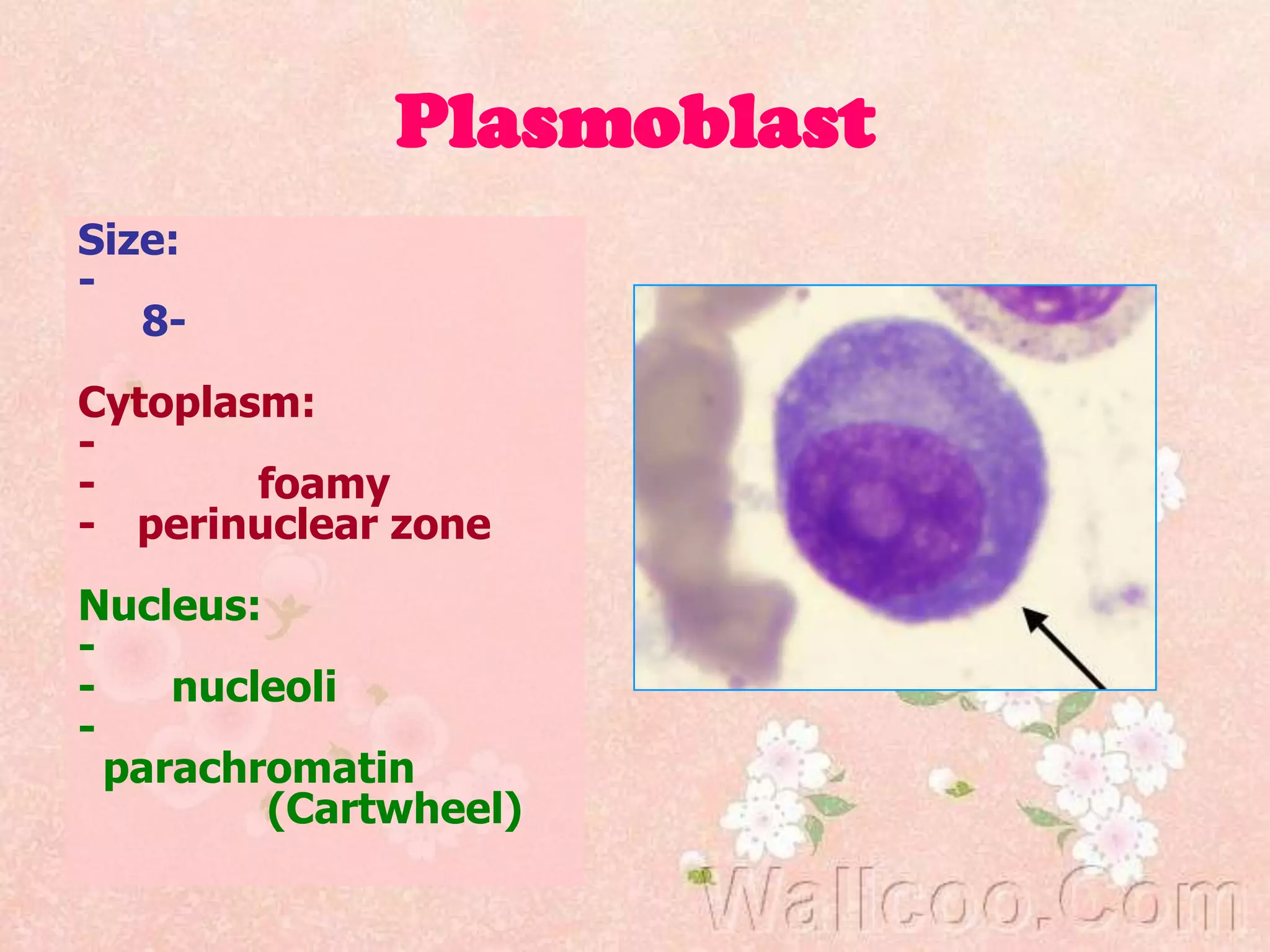 C:\Documents And Settings\User\Desktop\Agranulocytic Series+Abnormal Wbc | PPT