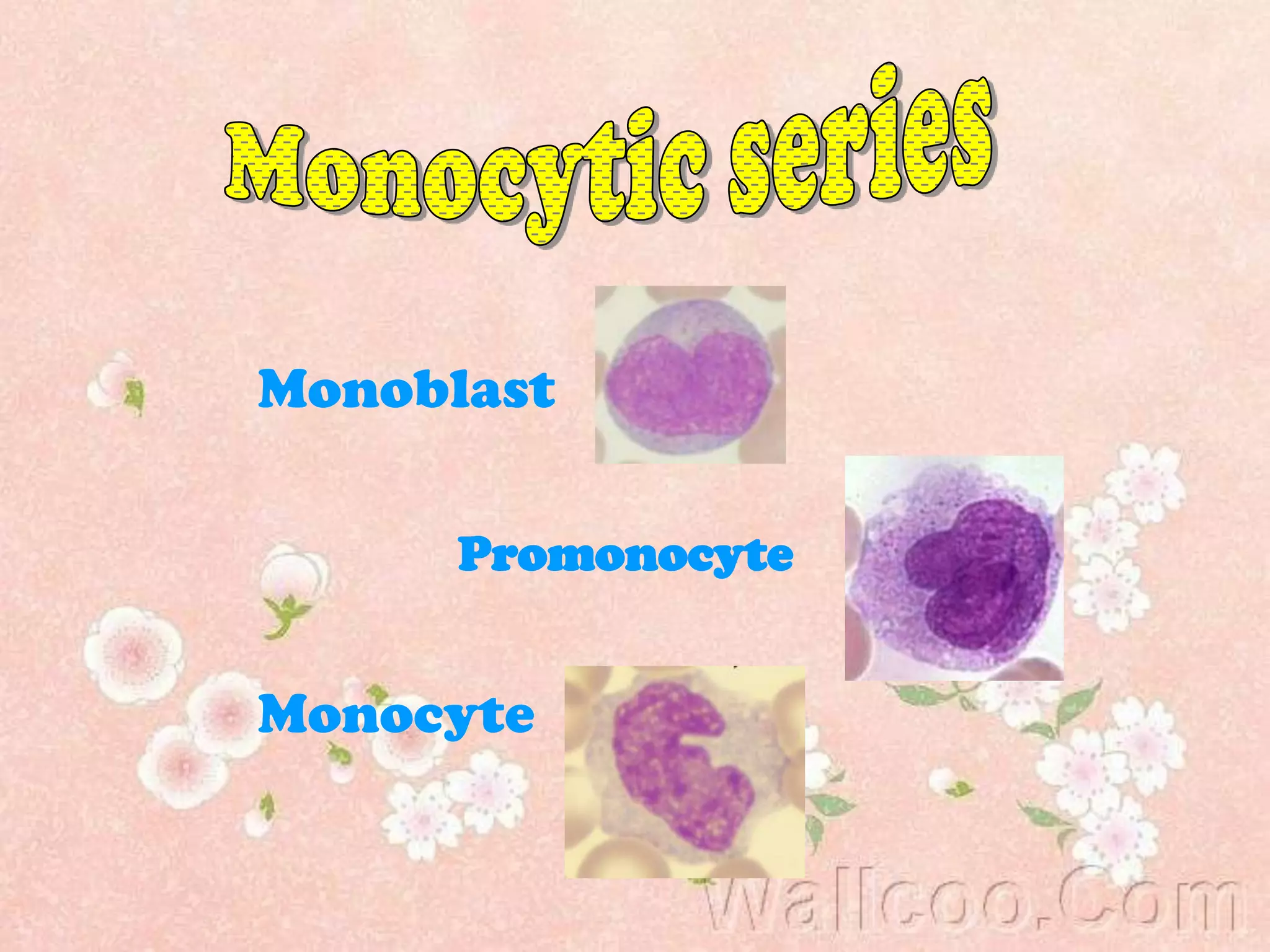 C:\Documents And Settings\User\Desktop\Agranulocytic Series+Abnormal Wbc | PPT