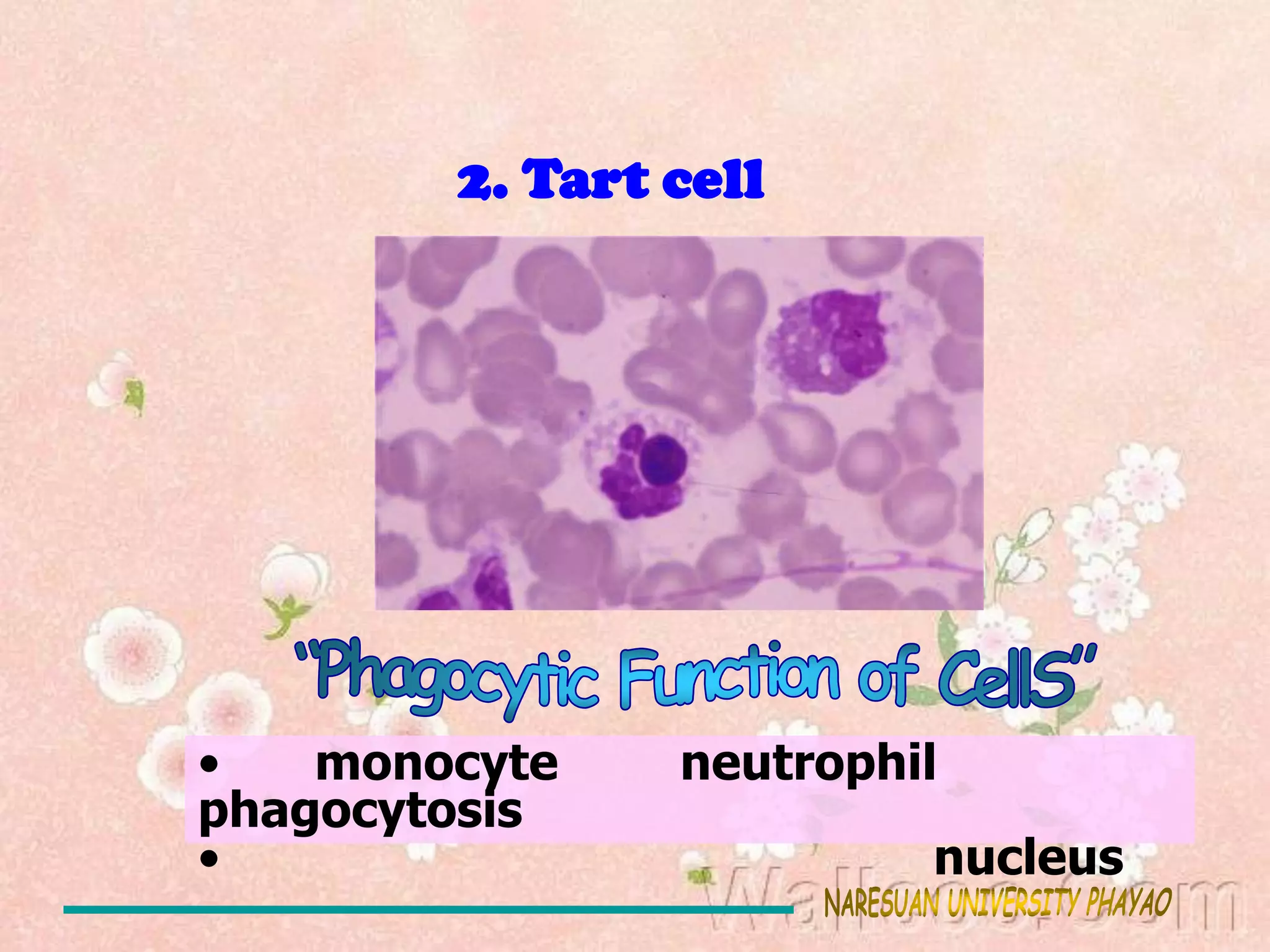 C:\Documents And Settings\User\Desktop\Agranulocytic Series+Abnormal Wbc | PPT