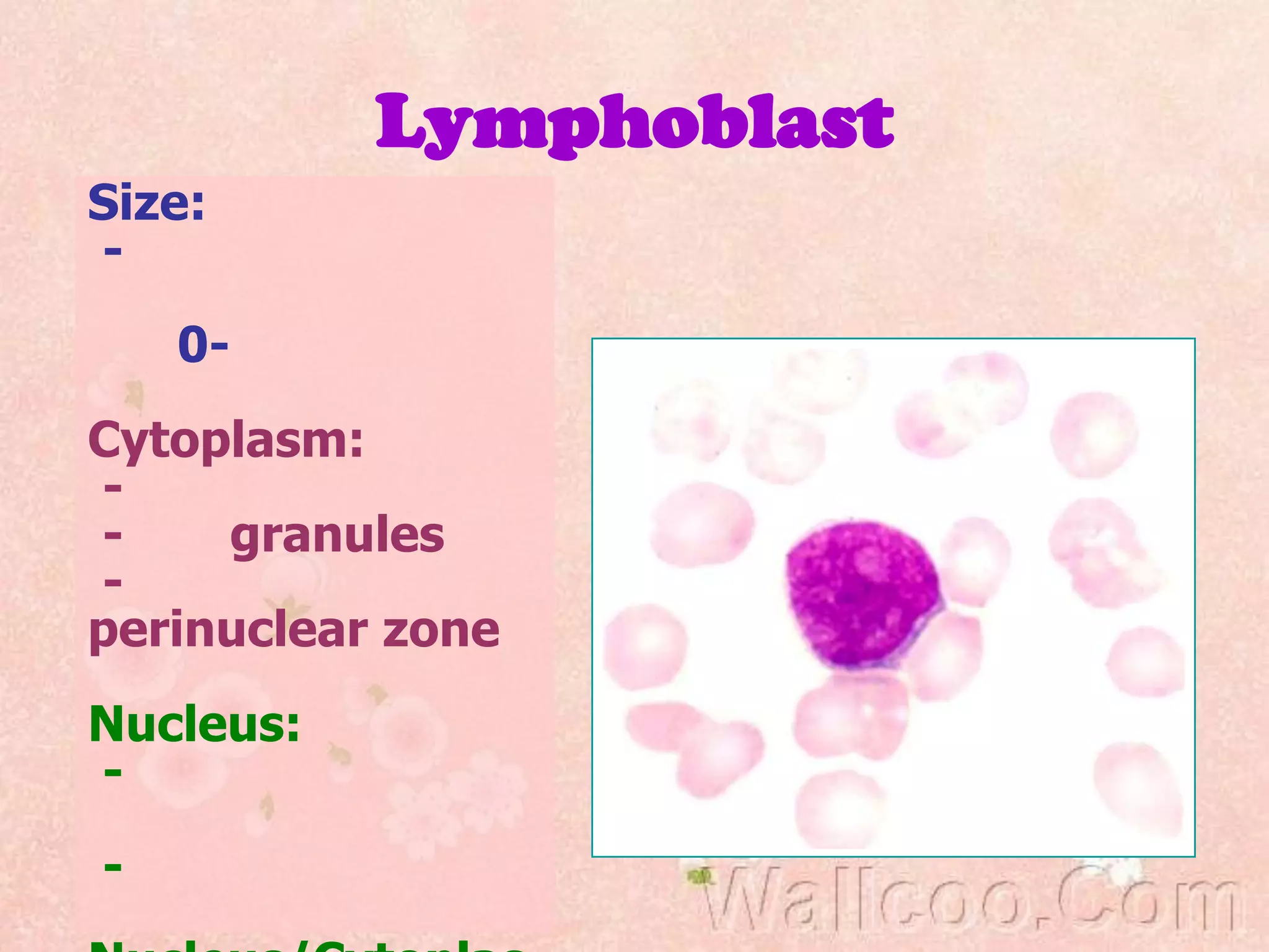 C:\Documents And Settings\User\Desktop\Agranulocytic Series+Abnormal Wbc | PPT