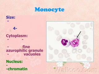 C:\Documents And Settings\User\Desktop\Agranulocytic Series+Abnormal ...