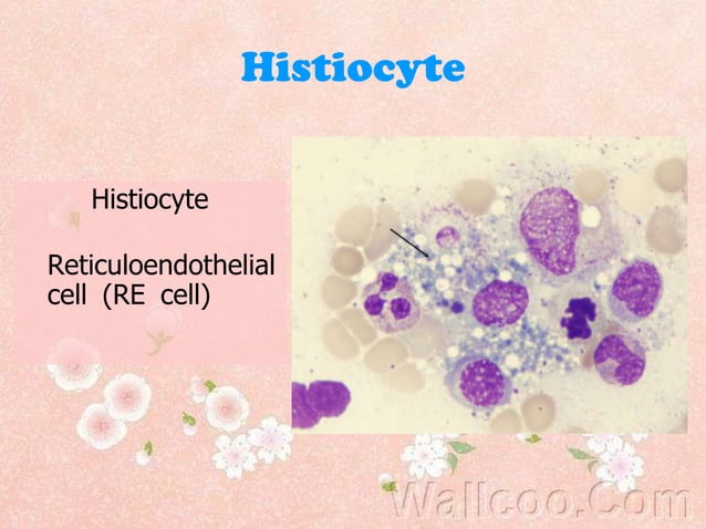 C:\Documents And Settings\User\Desktop\Agranulocytic Series+Abnormal Wbc | PPT