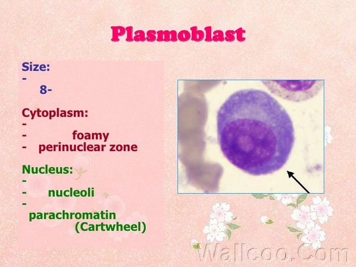 C:\Documents And Settings\User\Desktop\Agranulocytic Series+Abnormal