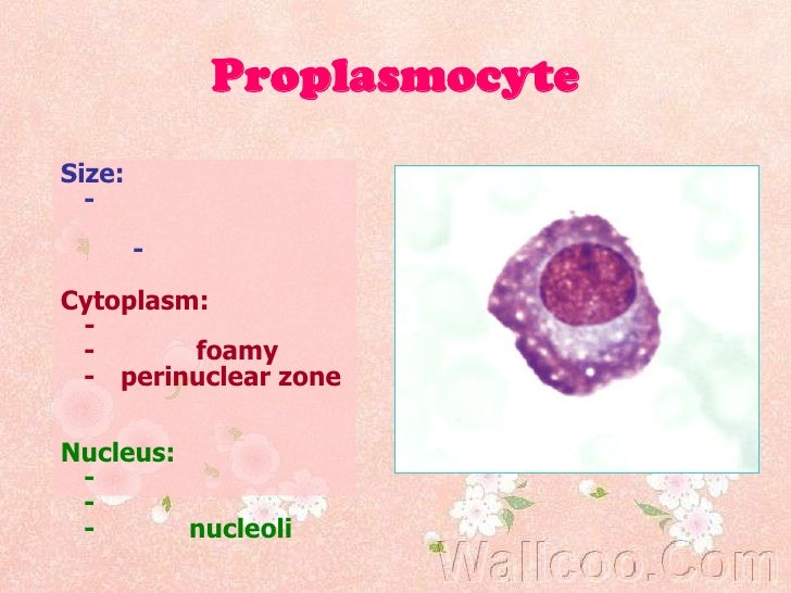 C:\Documents And Settings\User\Desktop\Agranulocytic Series+Abnormal
