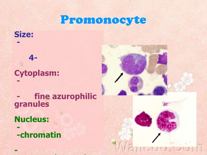 C:\Documents And Settings\User\Desktop\Agranulocytic Series+Abnormal