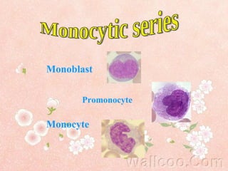 C:\Documents And Settings\User\Desktop\Agranulocytic Series+Abnormal ...