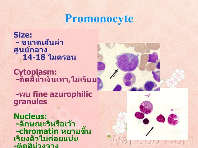 C:\Documents And Settings\User\Desktop\Agranulocytic Series+Abnormal Wbc | PPT