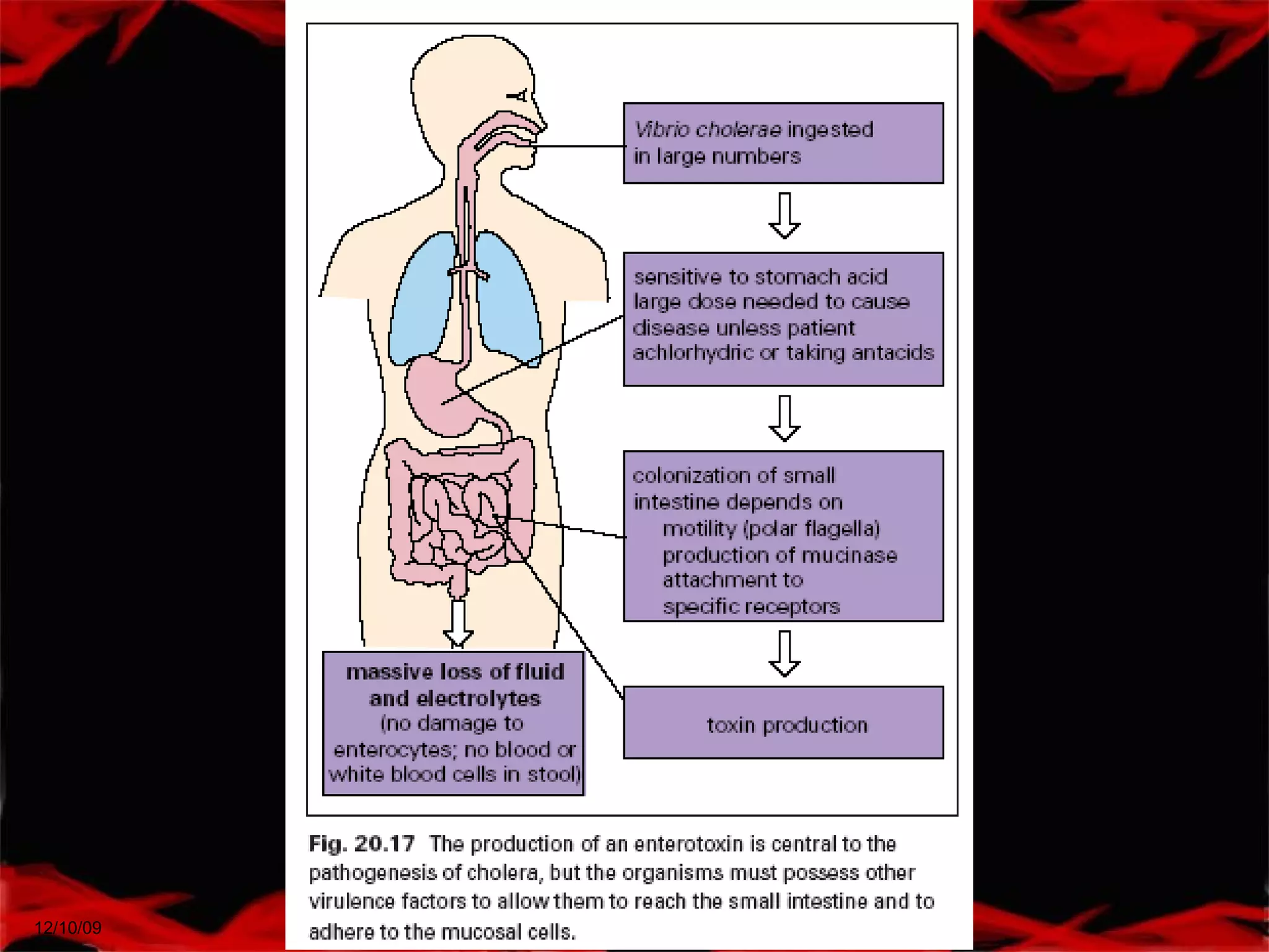 Gastro intestinal infections | PPT