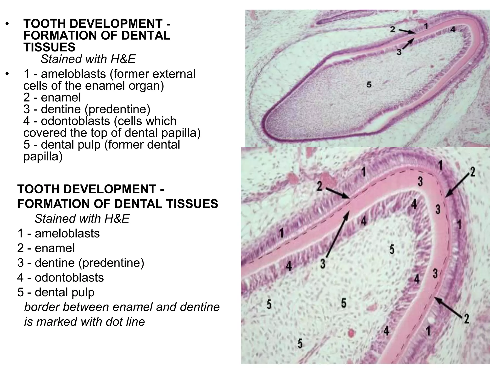 Histology Of The Oral Cavity | PDF