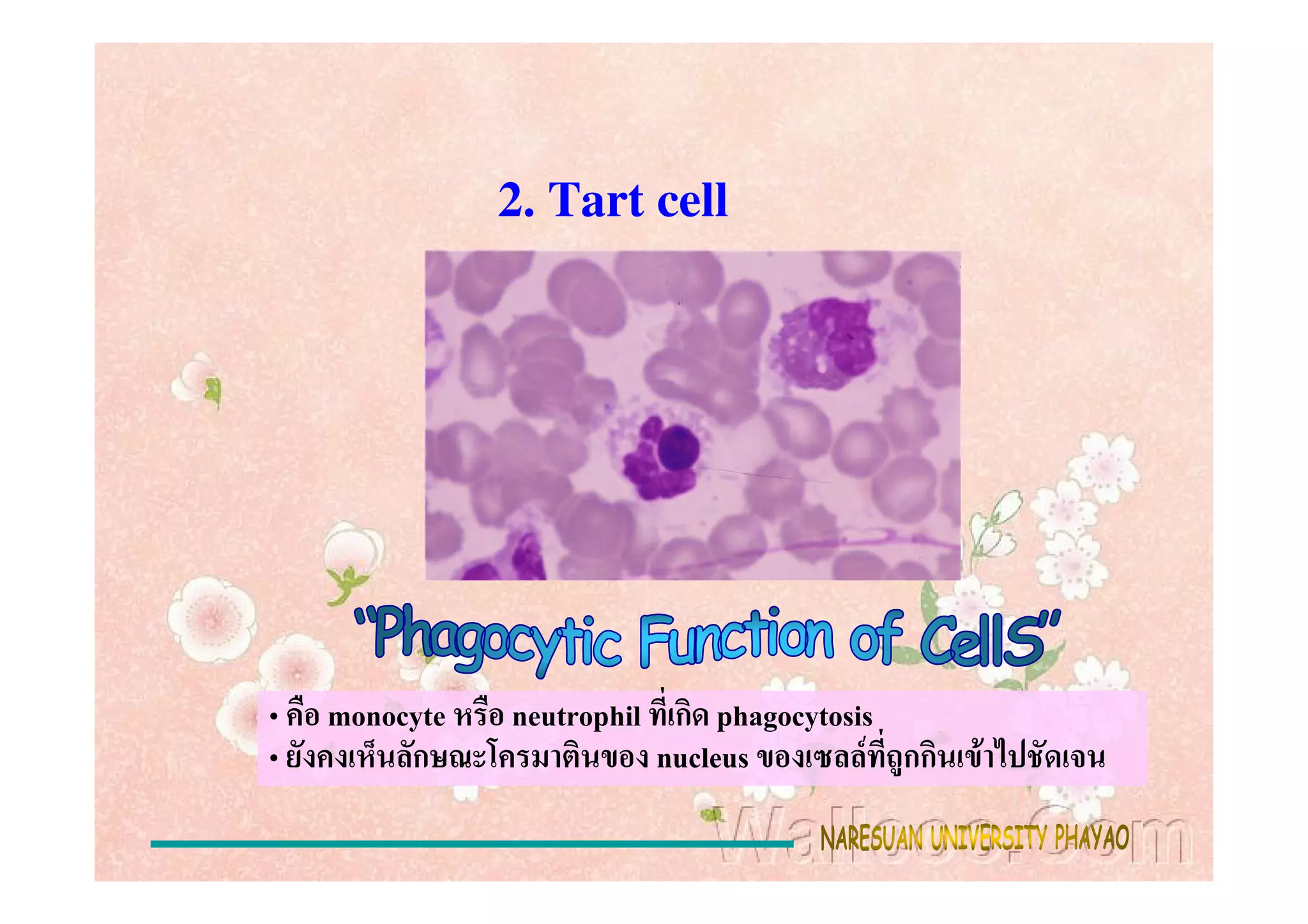 C:\Documents And Settings\User\Desktop\Microsoft Power Point Agranulocytic Series+Abnormal Wbc | PPT