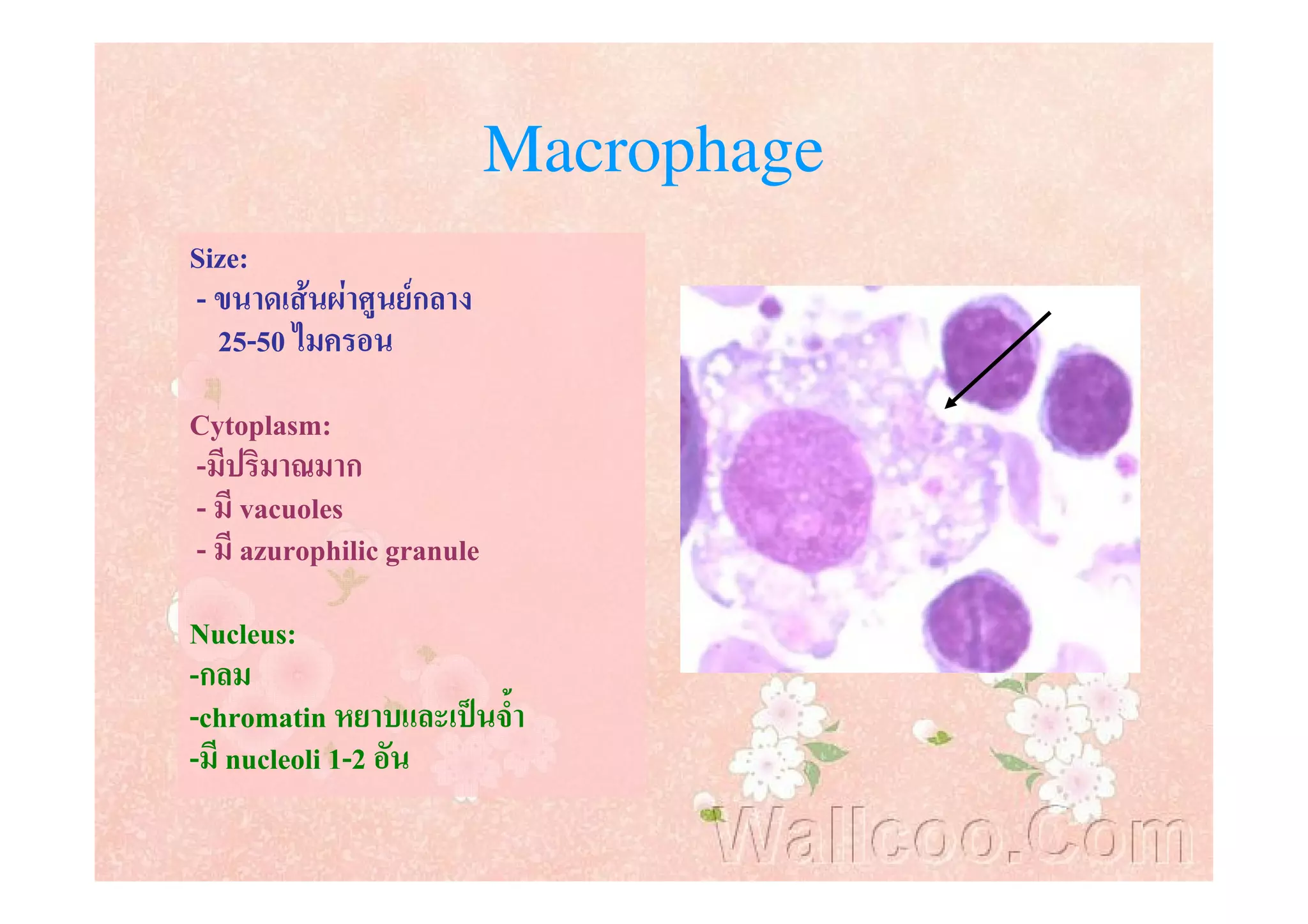 C:\Documents And Settings\User\Desktop\Microsoft Power Point Agranulocytic Series+Abnormal Wbc | PPT