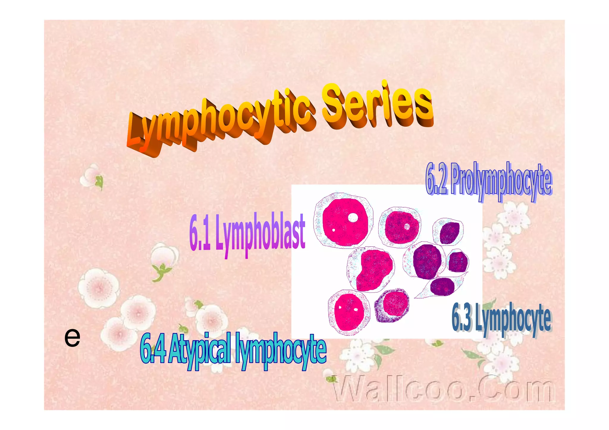 C:\Documents And Settings\User\Desktop\Microsoft Power Point Agranulocytic Series+Abnormal Wbc | PPT