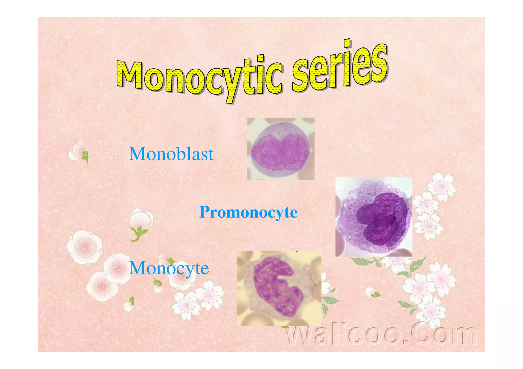 Promonocyte