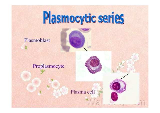 C:\Documents And Settings\User\Desktop\Microsoft Power Point Agranulocytic Series+Abnormal Wbc | PPT