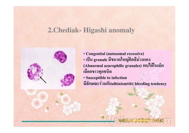C:\Documents And Settings\User\Desktop\Microsoft Power Point Agranulocytic Series+Abnormal Wbc | PPT