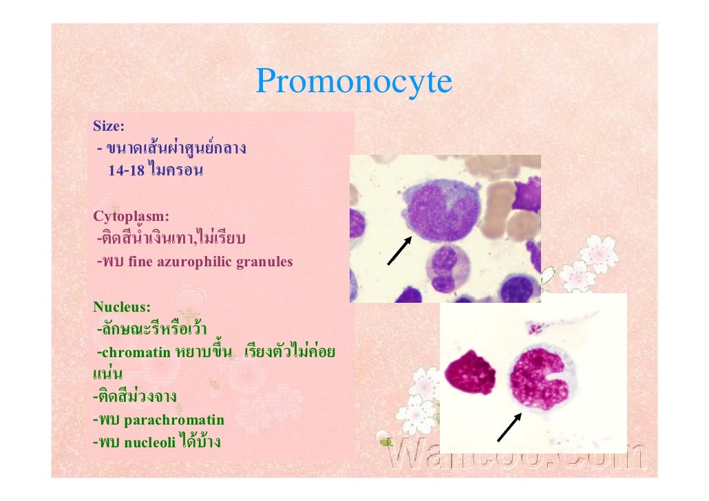 Identification Of Immature Granulocytes In Cancer