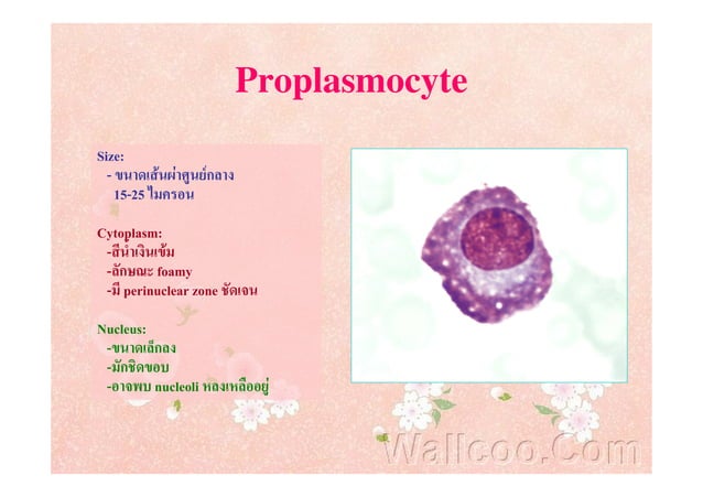 C:\Documents And Settings\User\Desktop\Microsoft Power Point ...