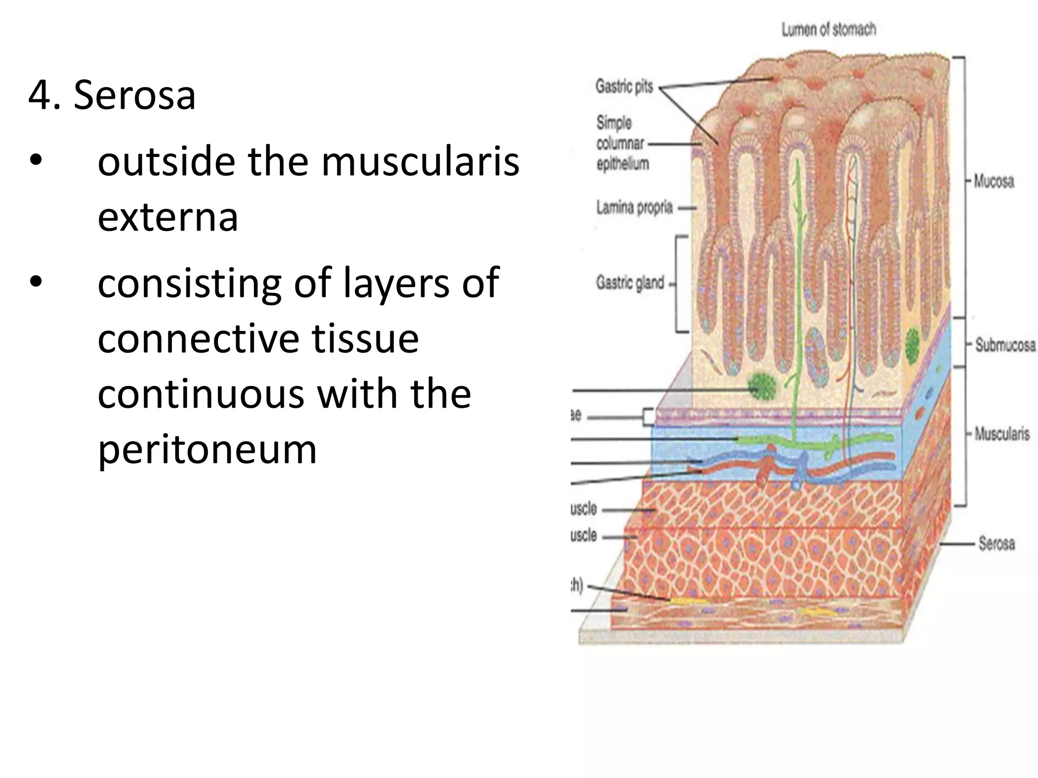 C:\Documents And Settings\User\Desktop\Stomach Histology | PDF