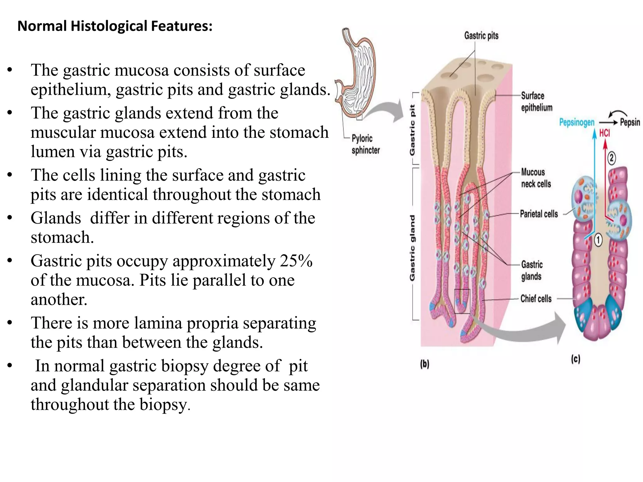 C:\Documents And Settings\User\Desktop\Stomach Histology | PDF