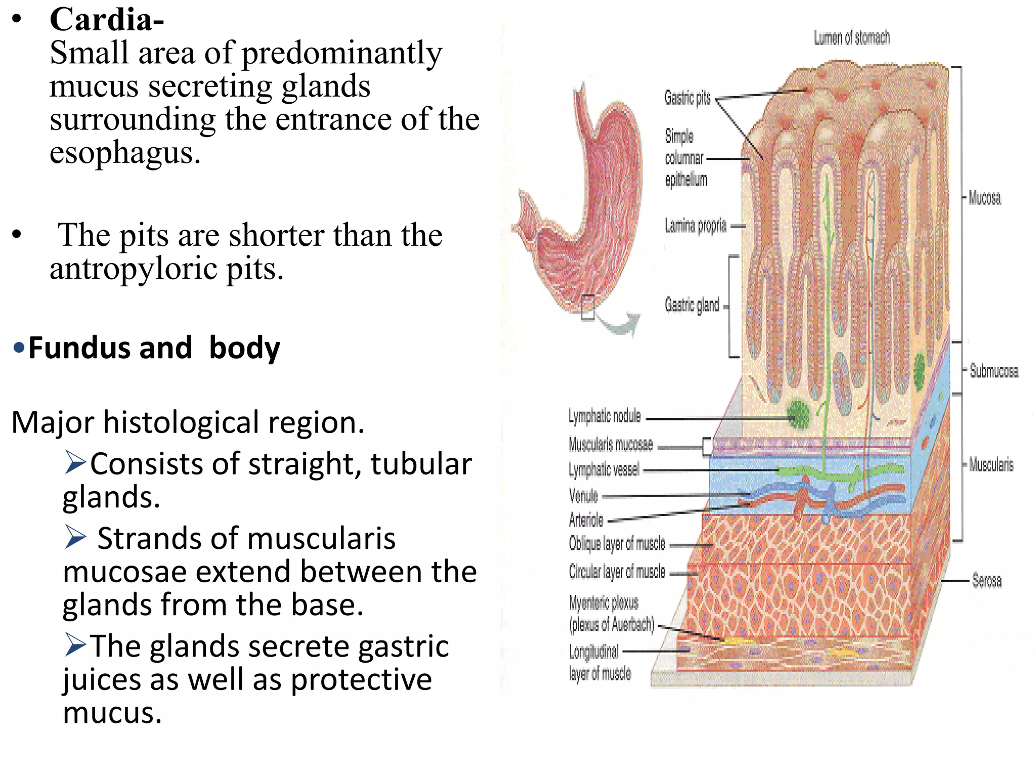 C:\Documents And Settings\User\Desktop\Stomach Histology | PDF