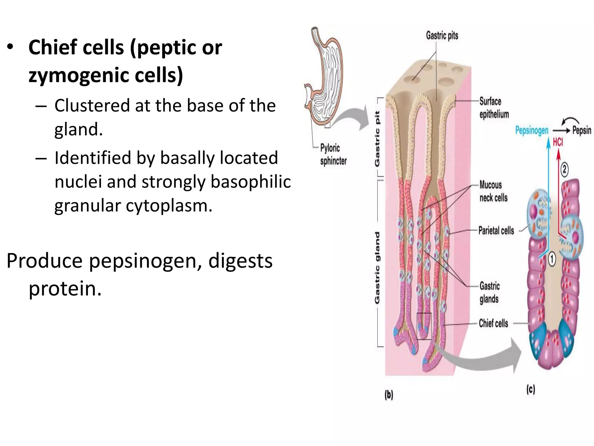C:\Documents And Settings\User\Desktop\Stomach Histology | PDF
