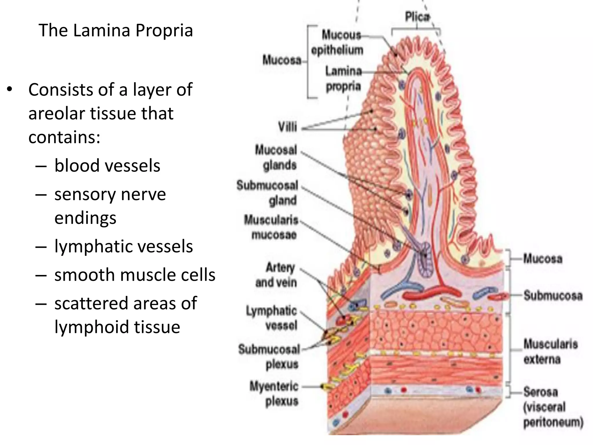C:\Documents And Settings\User\Desktop\Stomach Histology | PDF