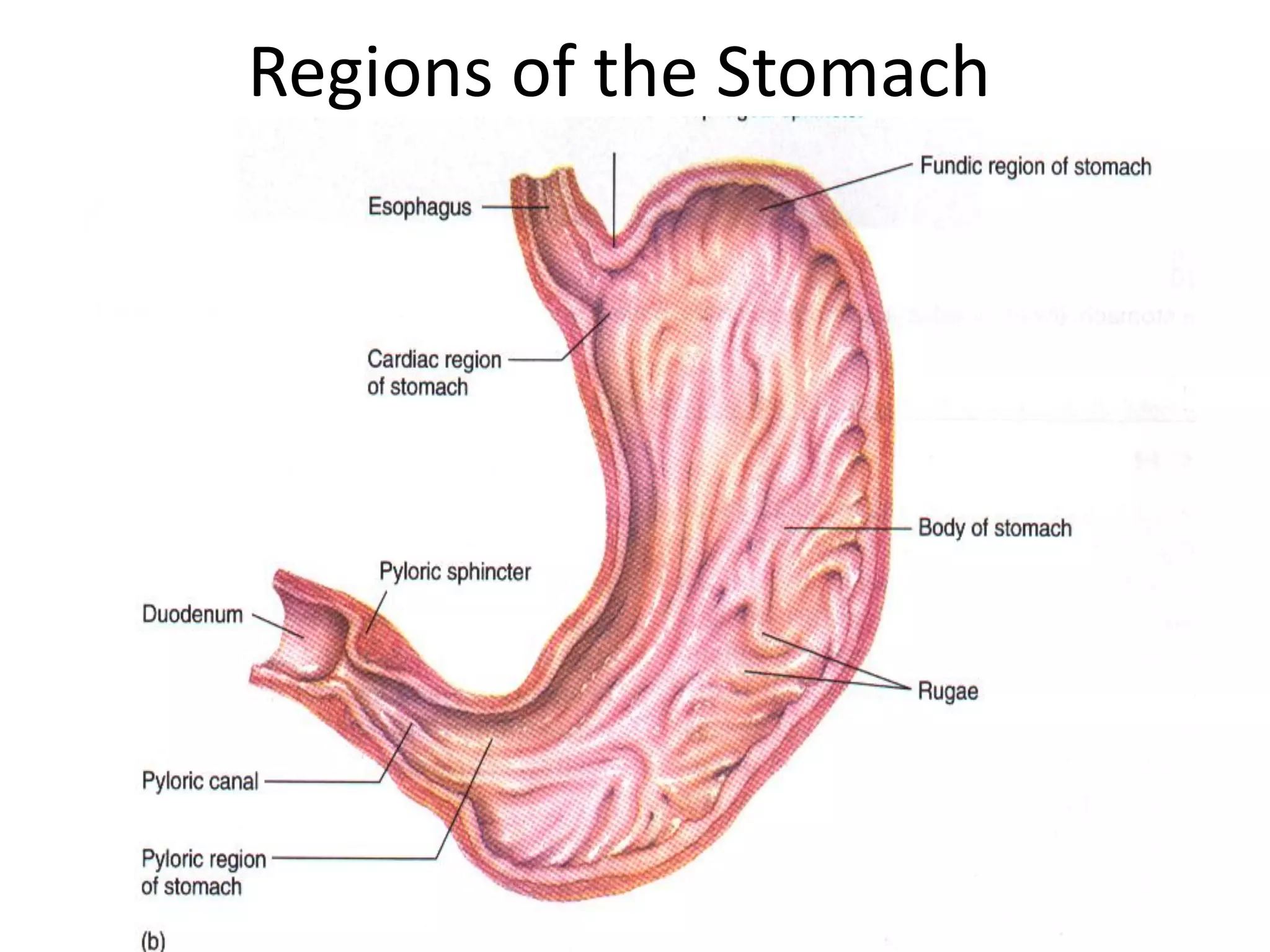 C:\Documents And Settings\User\Desktop\Stomach Histology | PDF