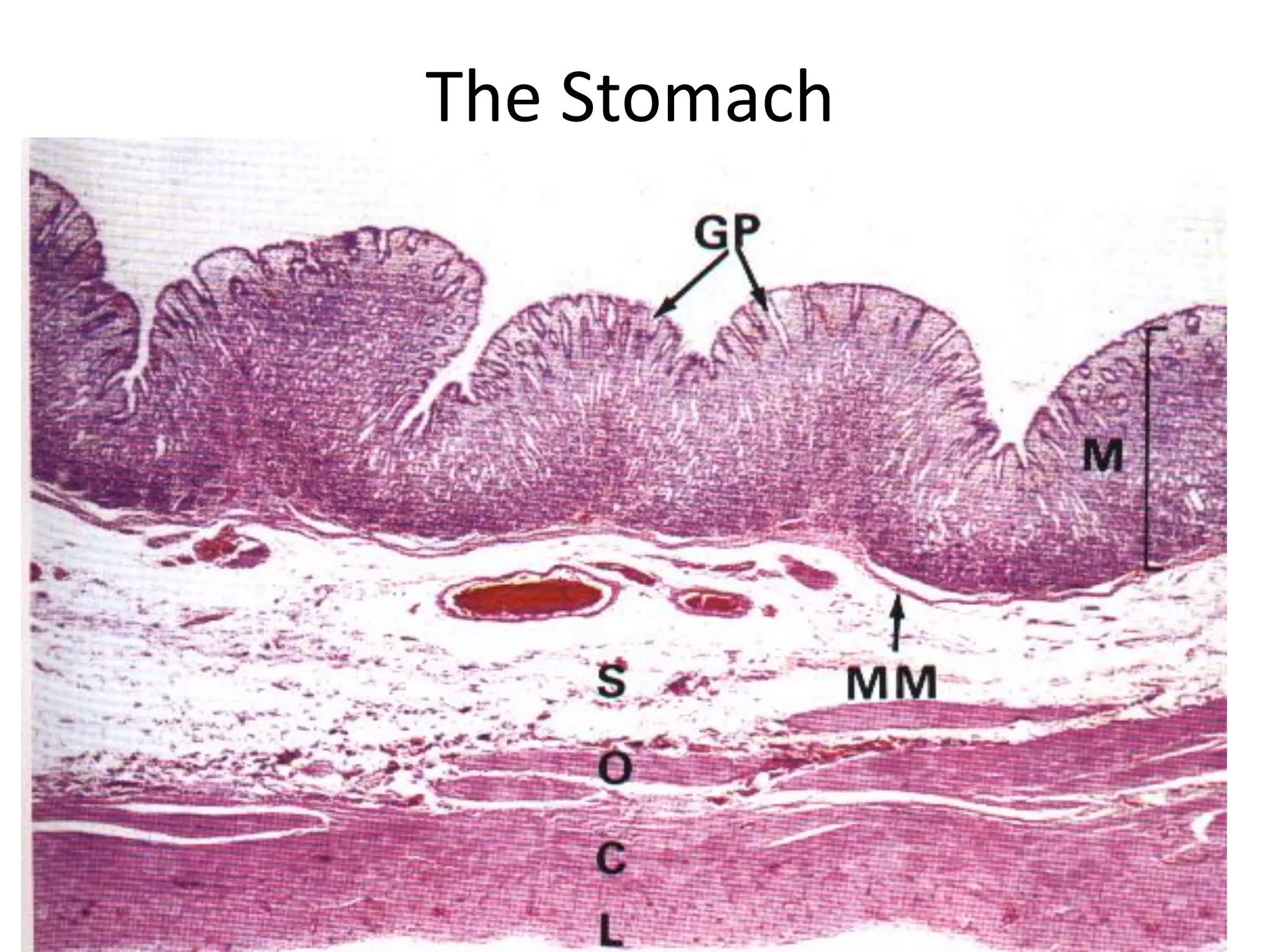 C:\Documents And Settings\User\Desktop\Stomach Histology | PDF