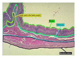 C:\Documents And Settings\User\Desktop\Stomach Histology | PDF
