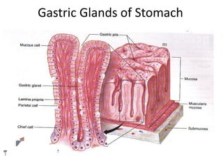 C:\Documents And Settings\User\Desktop\Stomach Histology | PDF