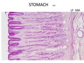 C:\Documents And Settings\User\Desktop\Stomach Histology | PDF