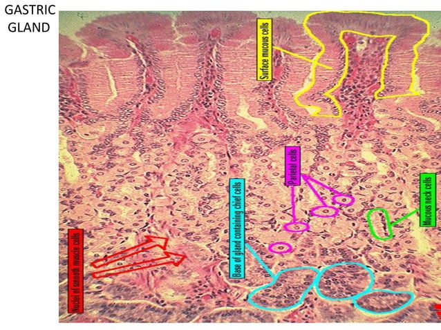 C:\Documents And Settings\User\Desktop\Stomach Histology | PDF