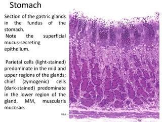 C:\Documents And Settings\User\Desktop\Stomach Histology | PDF