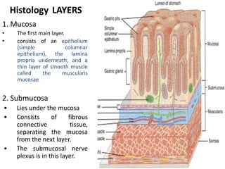 C:\Documents And Settings\User\Desktop\Stomach Histology | PDF
