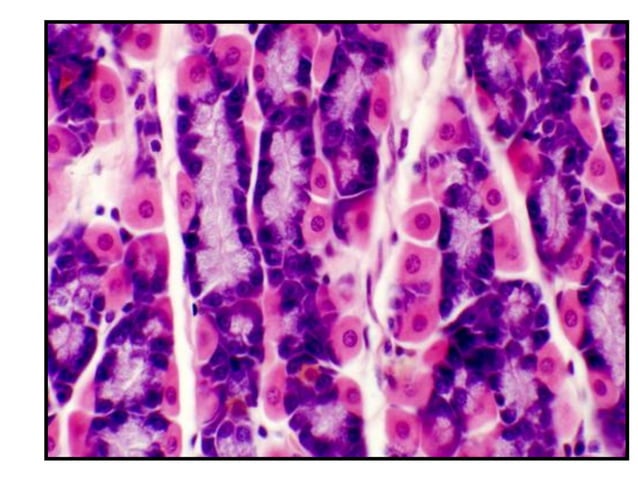C:\Documents And Settings\User\Desktop\Stomach Histology | PDF