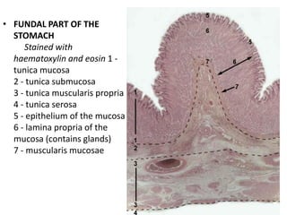 C:\Documents And Settings\User\Desktop\Stomach Histology | PDF
