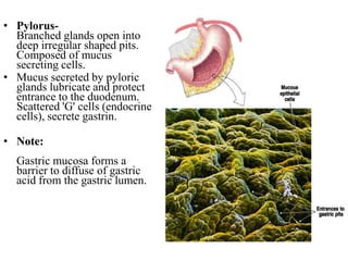 C:\Documents And Settings\User\Desktop\Stomach Histology | PDF