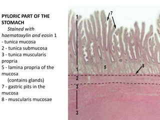 C:\Documents And Settings\User\Desktop\Stomach Histology | PDF