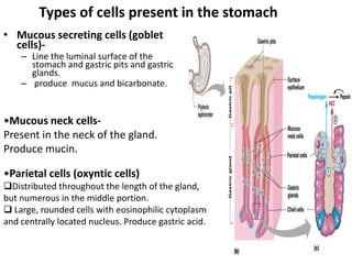 C:\Documents And Settings\User\Desktop\Stomach Histology | PDF