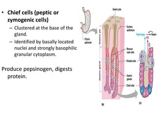 C:\Documents And Settings\User\Desktop\Stomach Histology | PDF