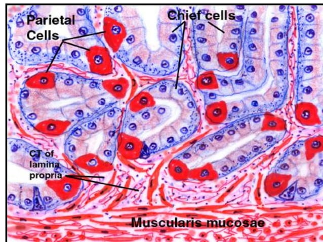 C:\Documents And Settings\User\Desktop\Stomach Histology | PDF
