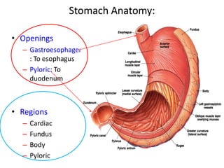 C:\Documents And Settings\User\Desktop\Stomach Histology | PDF
