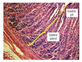 C:\Documents And Settings\User\Desktop\Stomach Histology | PDF